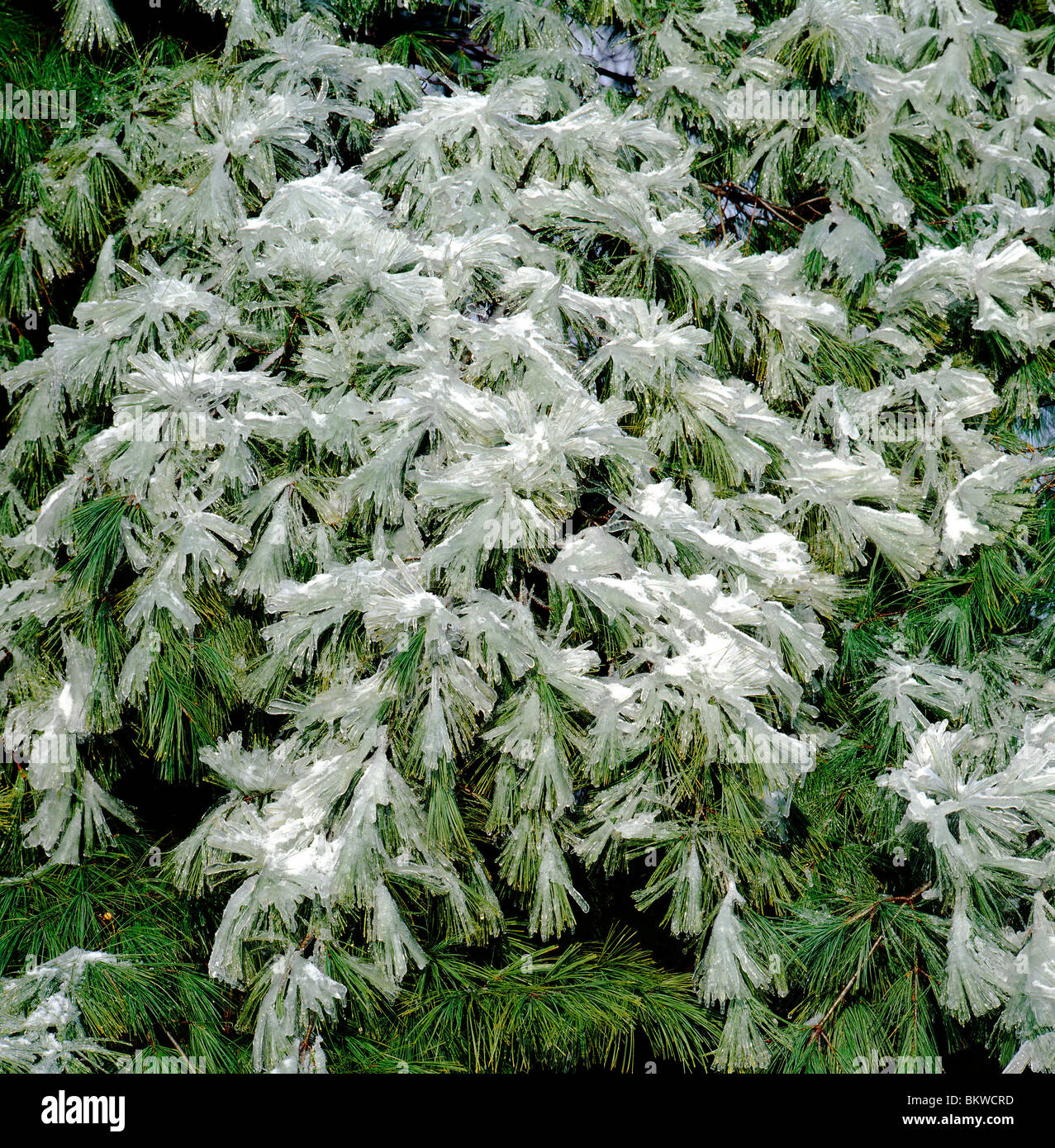 Heavy boughs hi-res stock photography and images - Alamy