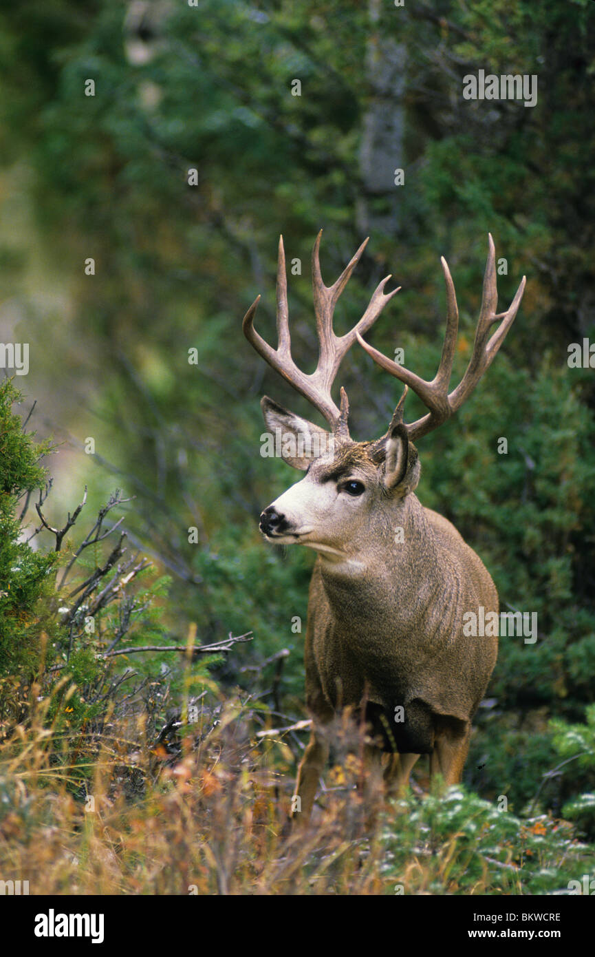 Mule deer trophies hi-res stock photography and images - Alamy