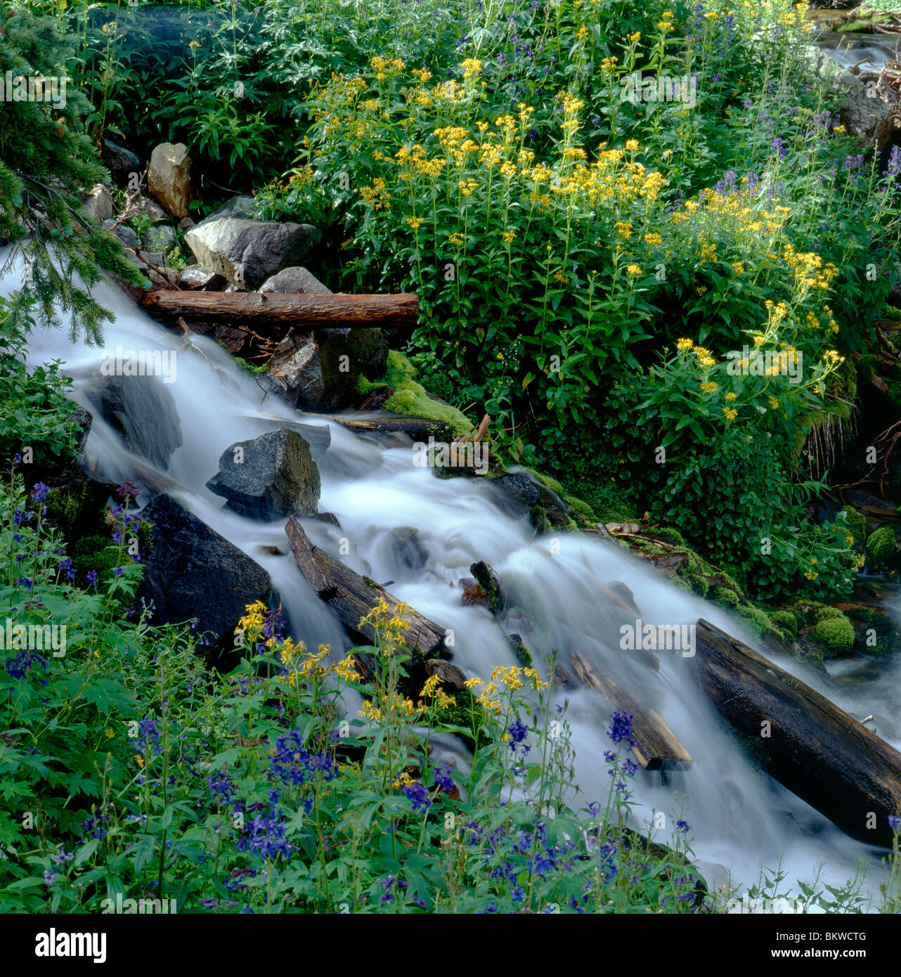 Carson wildflower hi-res stock photography and images - Alamy