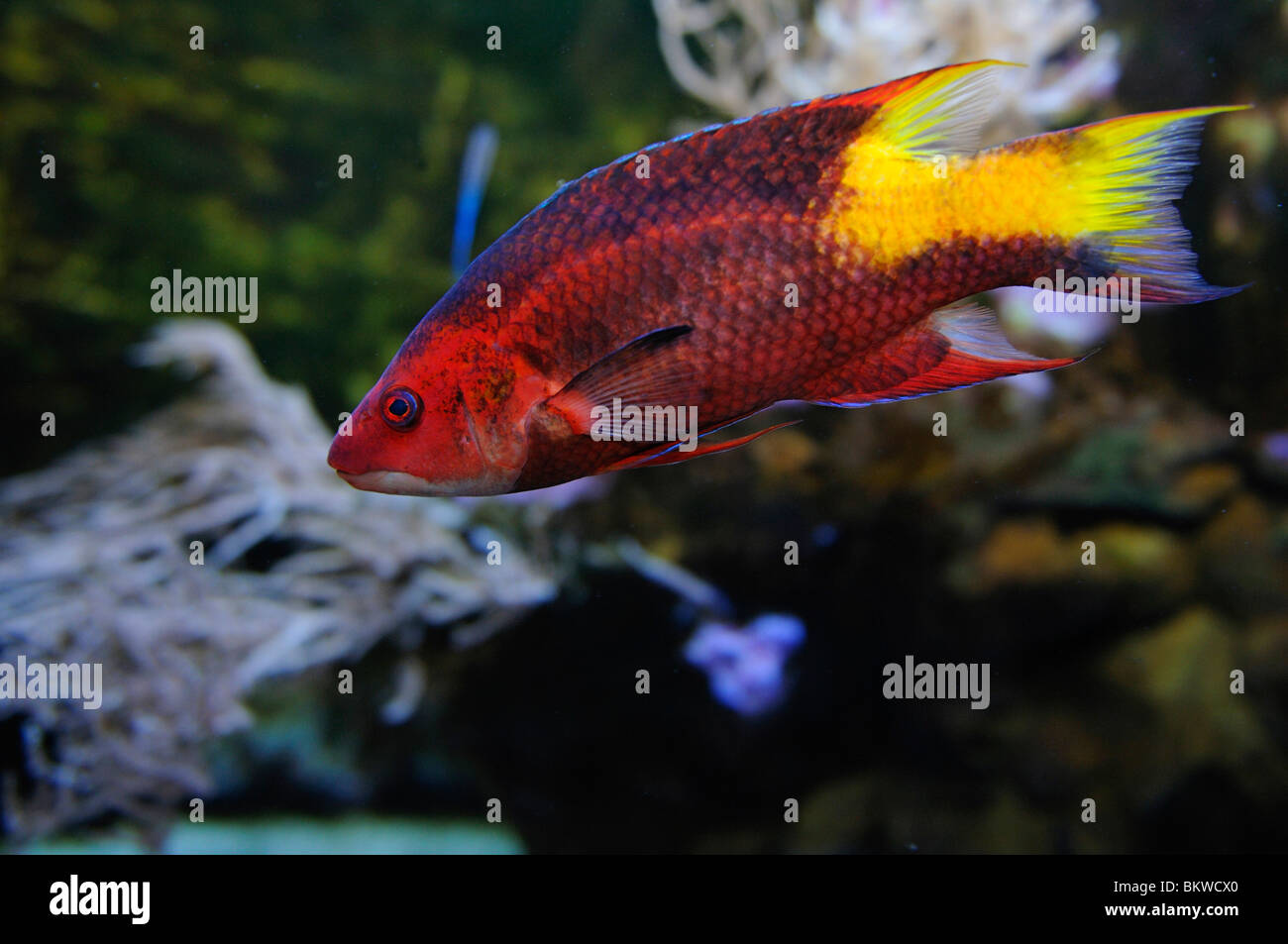 Spotfin hogfish / Bodianus pulchellus Stock Photo - Alamy