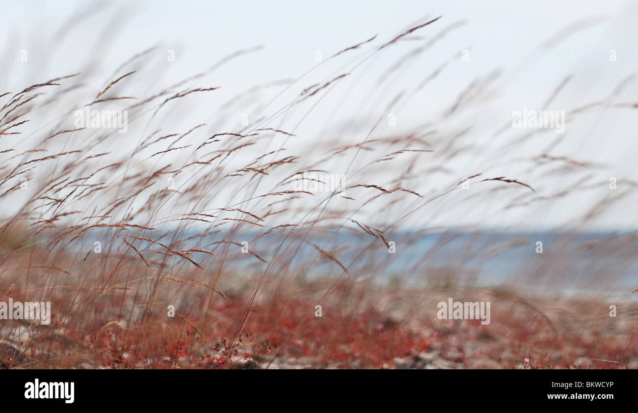 Windy Beaches High Resolution Stock Photography and Images - Alamy