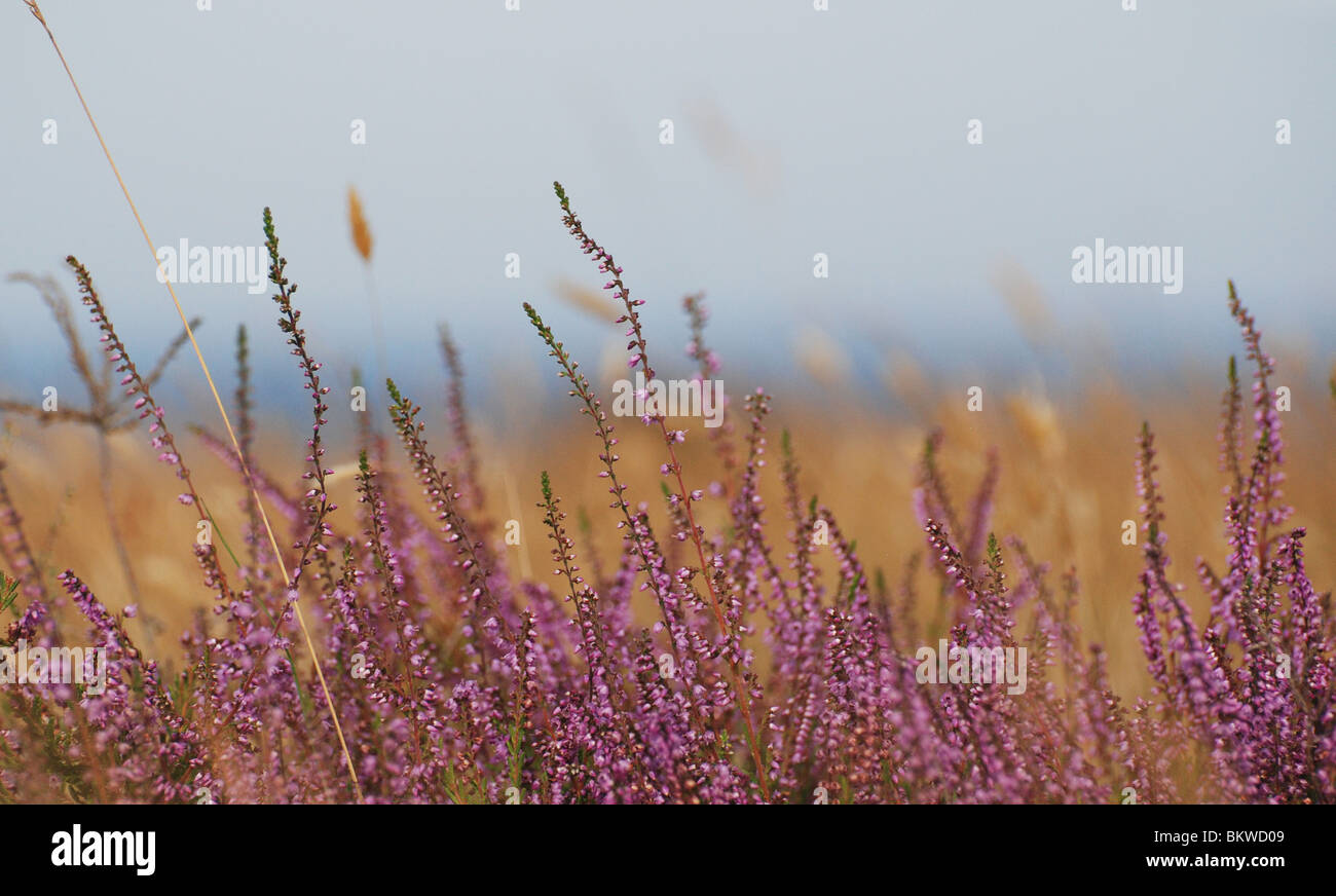 Heather Close Up High Resolution Stock Photography and Images - Alamy