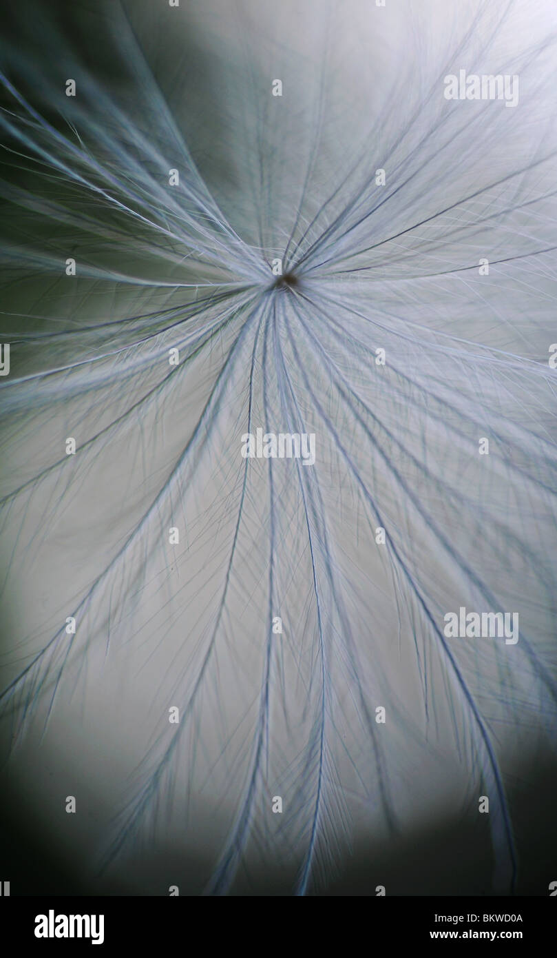 Seed float hi-res stock photography and images - Alamy