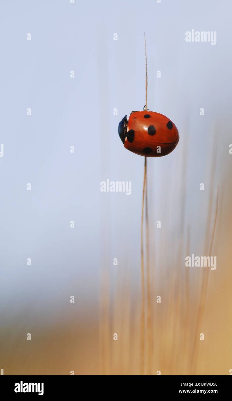 Straw insects hi-res stock photography and images - Alamy