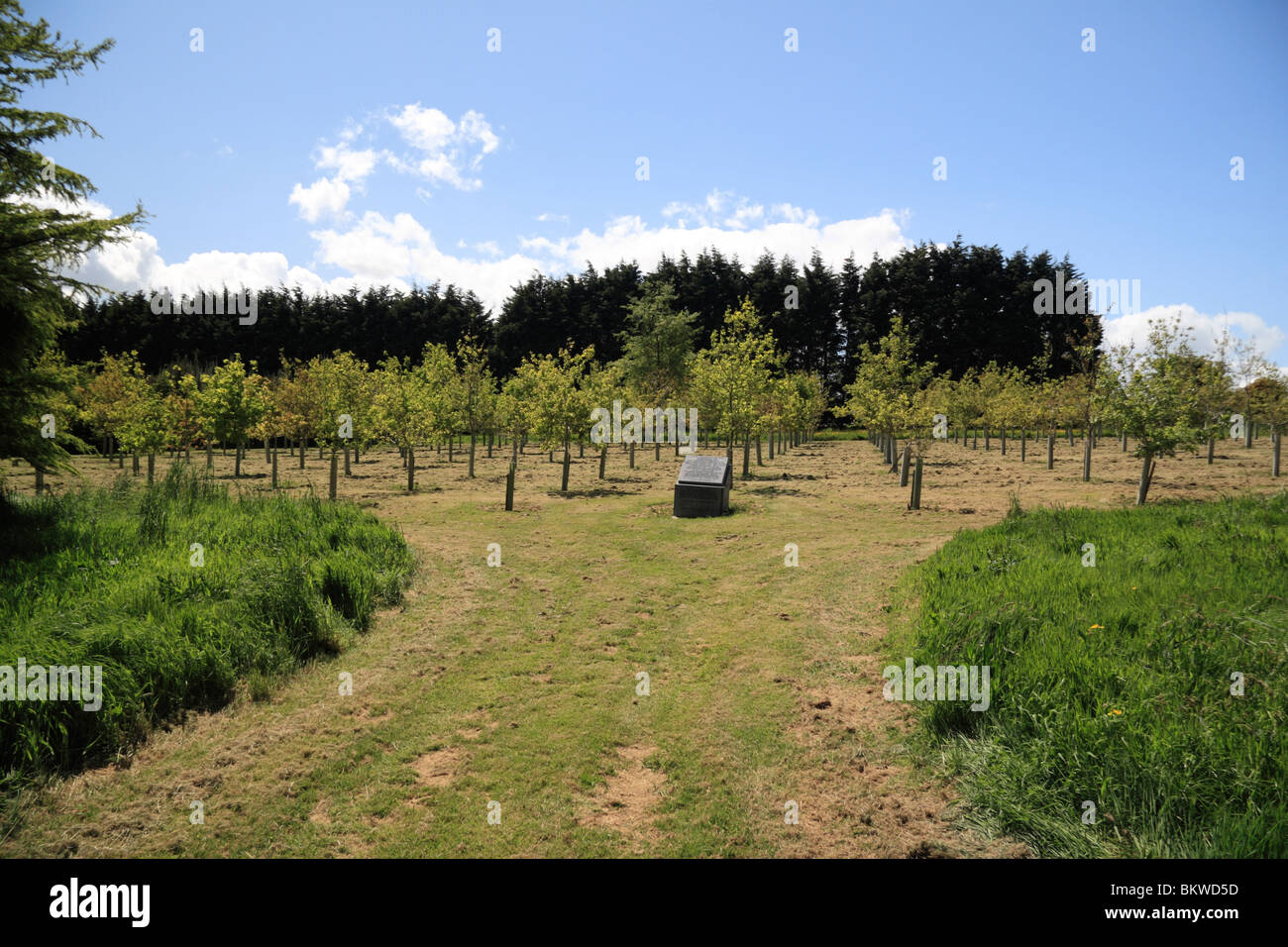 A memorial stone, surrounded by oak trees, marks The Croppy Grove, John ...