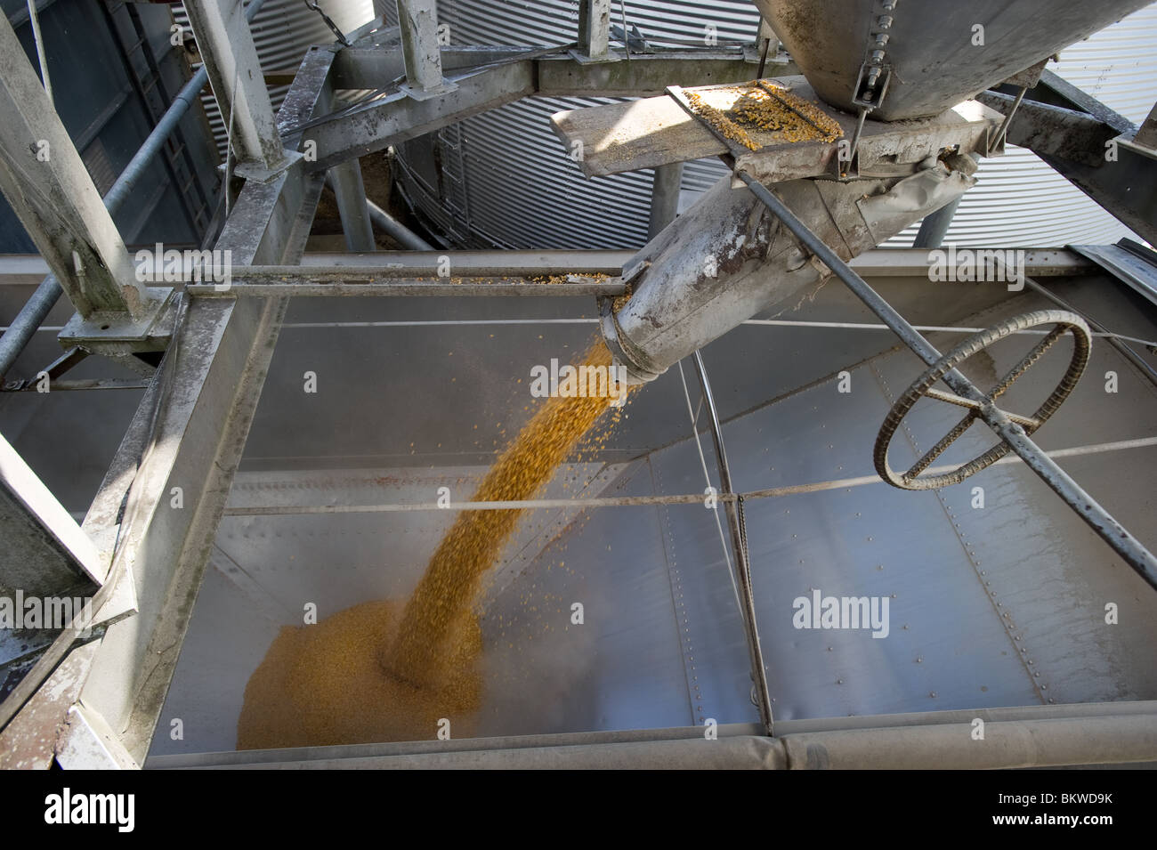 Loading corn into truck Stock Photo - Alamy