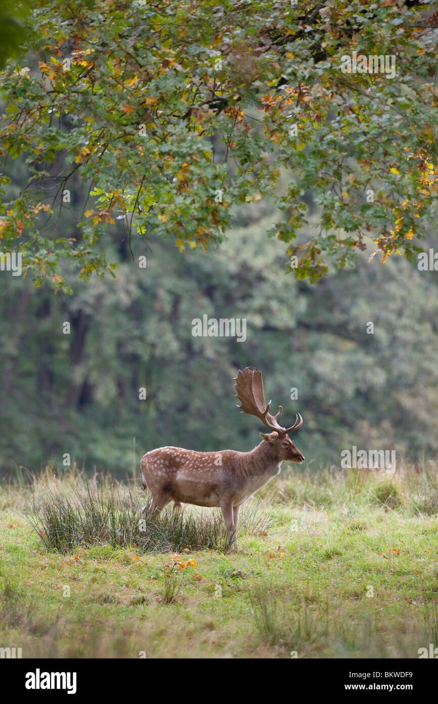 Fallow Deer standing meadow / Dama dama Stock Photo - Alamy