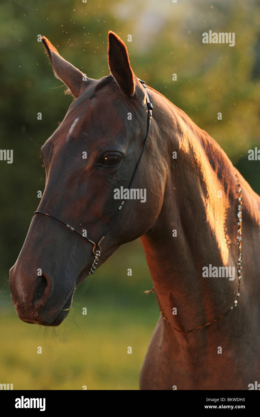 Achal-Teke horse portrait Stock Photo - Alamy