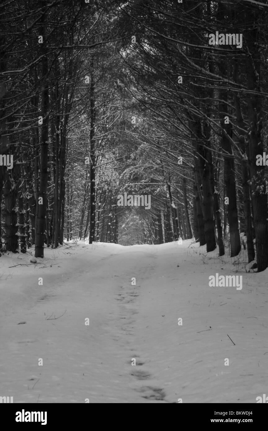 Long path of trees Black and White Stock Photos & Images - Alamy