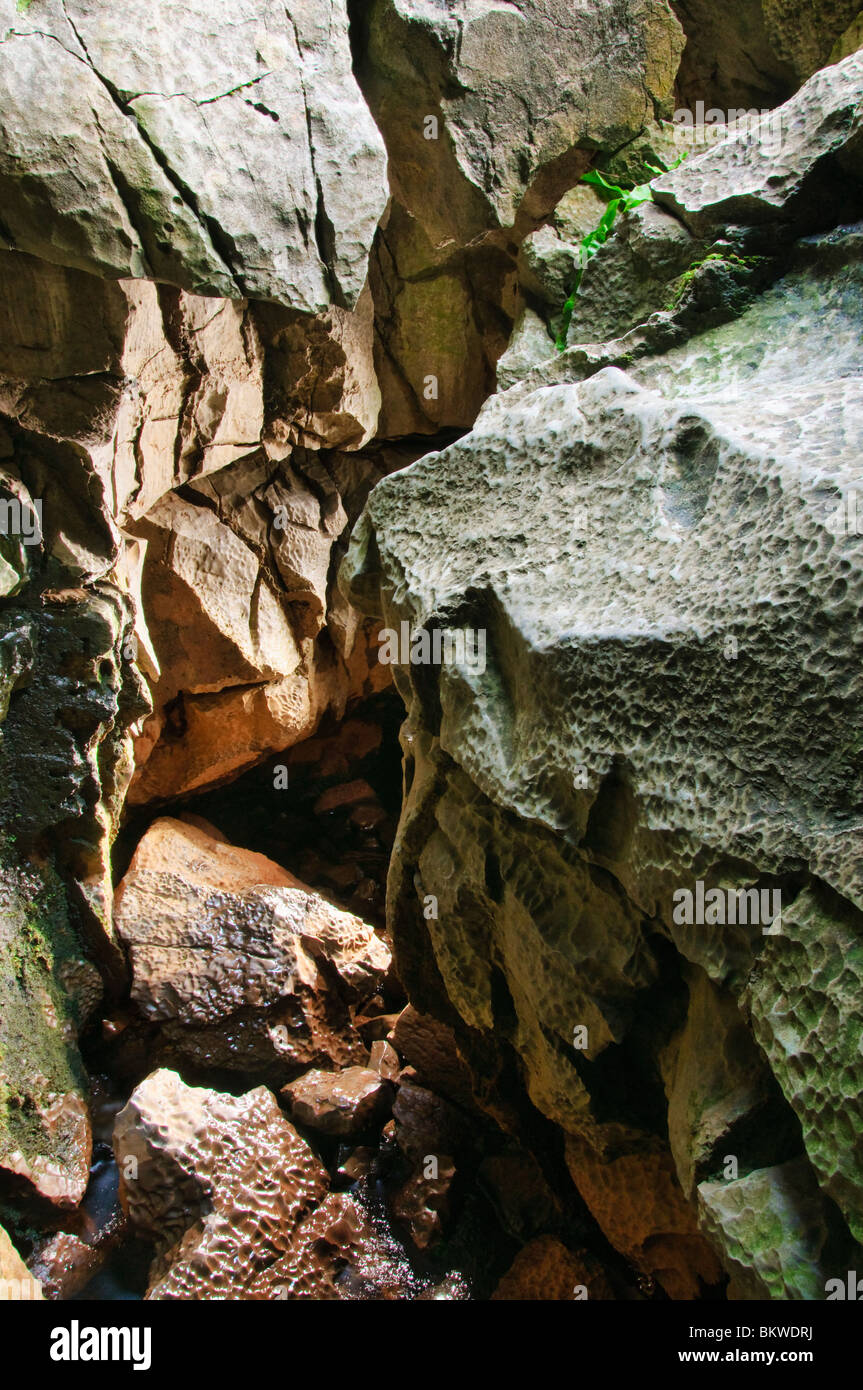 Inside a limestone fissure at Ribblehead in the Yorkshire Dales ...