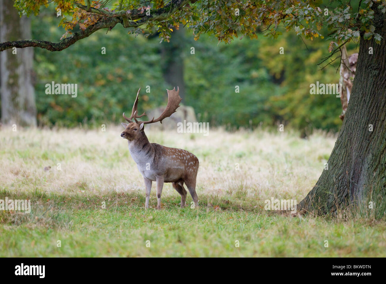 Fallow Deer standing meadow / Dama dama Stock Photo - Alamy