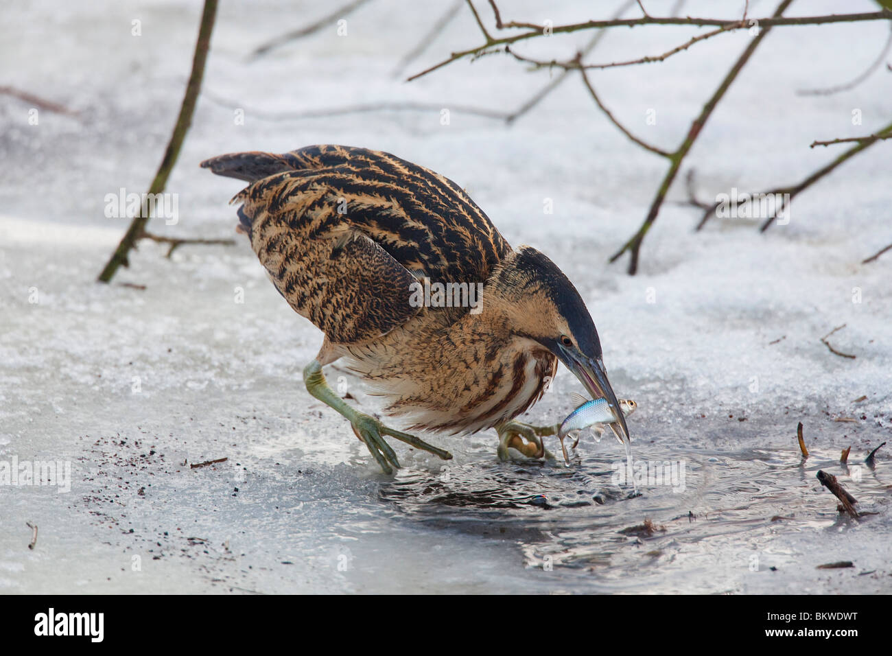 Great Bittern prey / Botaurus stellaris Stock Photo - Alamy