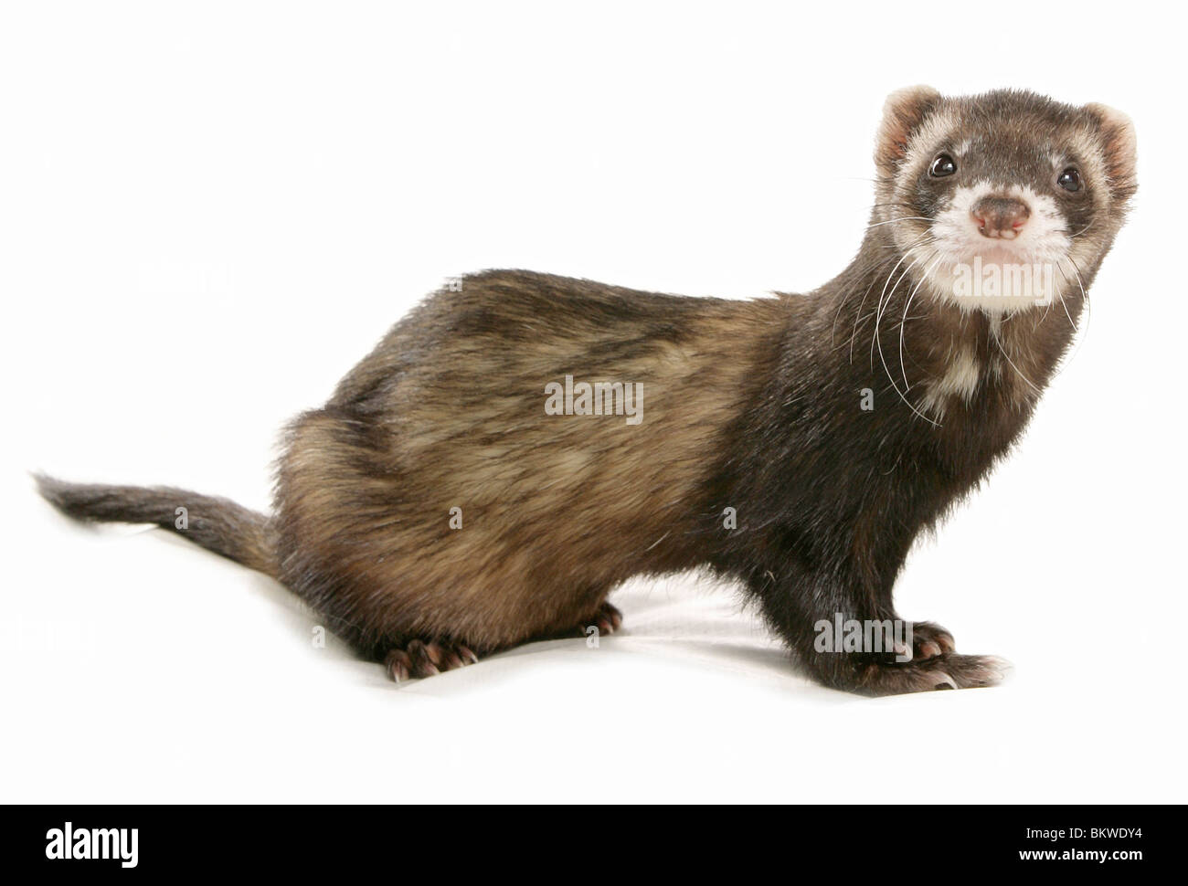 Young Ferret (Mustela putorius furo). Adult seen side-on Studio picture ...