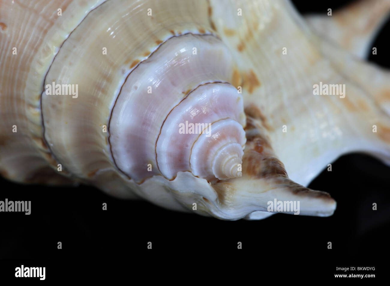 Shell on a reflective black background Stock Photo - Alamy