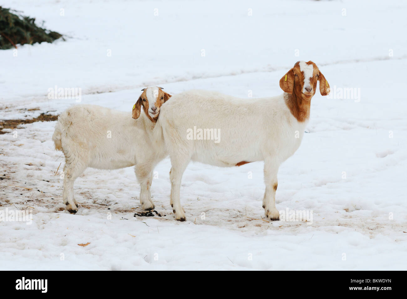 goat cub snow Stock Photo - Alamy