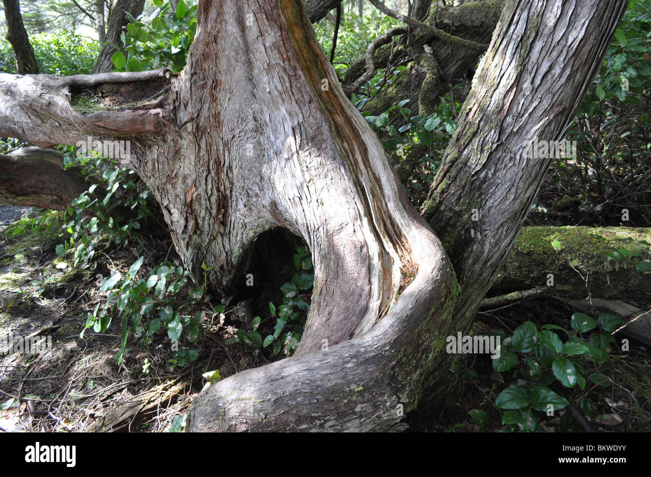 Roots drift hi-res stock photography and images - Alamy