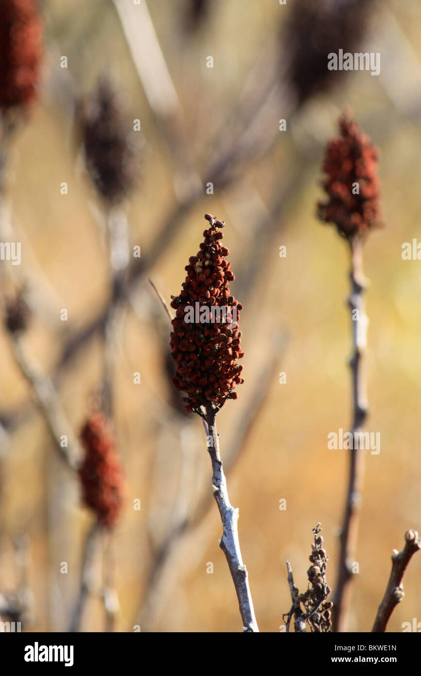 Prairie rose iowa hi-res stock photography and images - Alamy