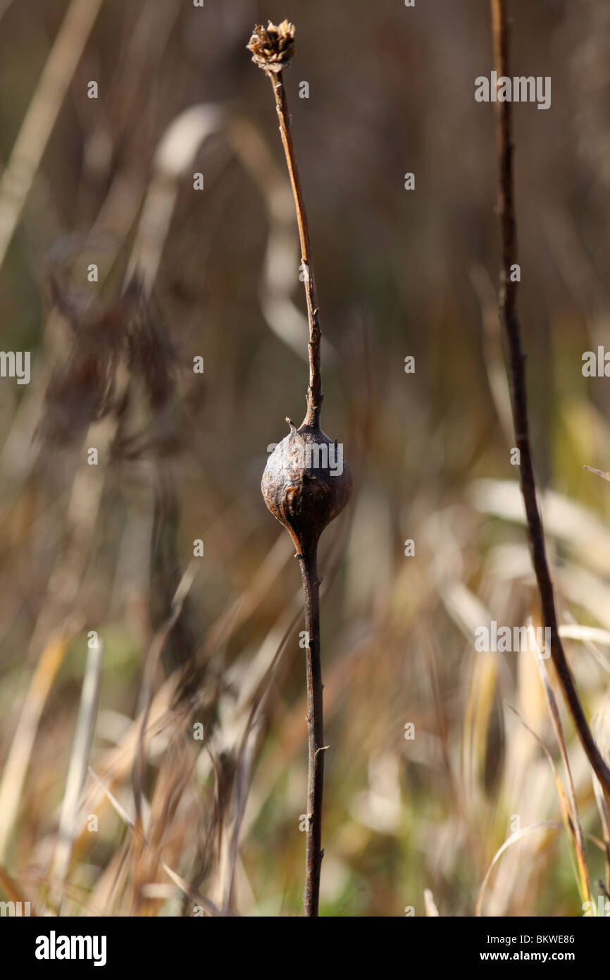 Grass seed pod hi-res stock photography and images - Alamy