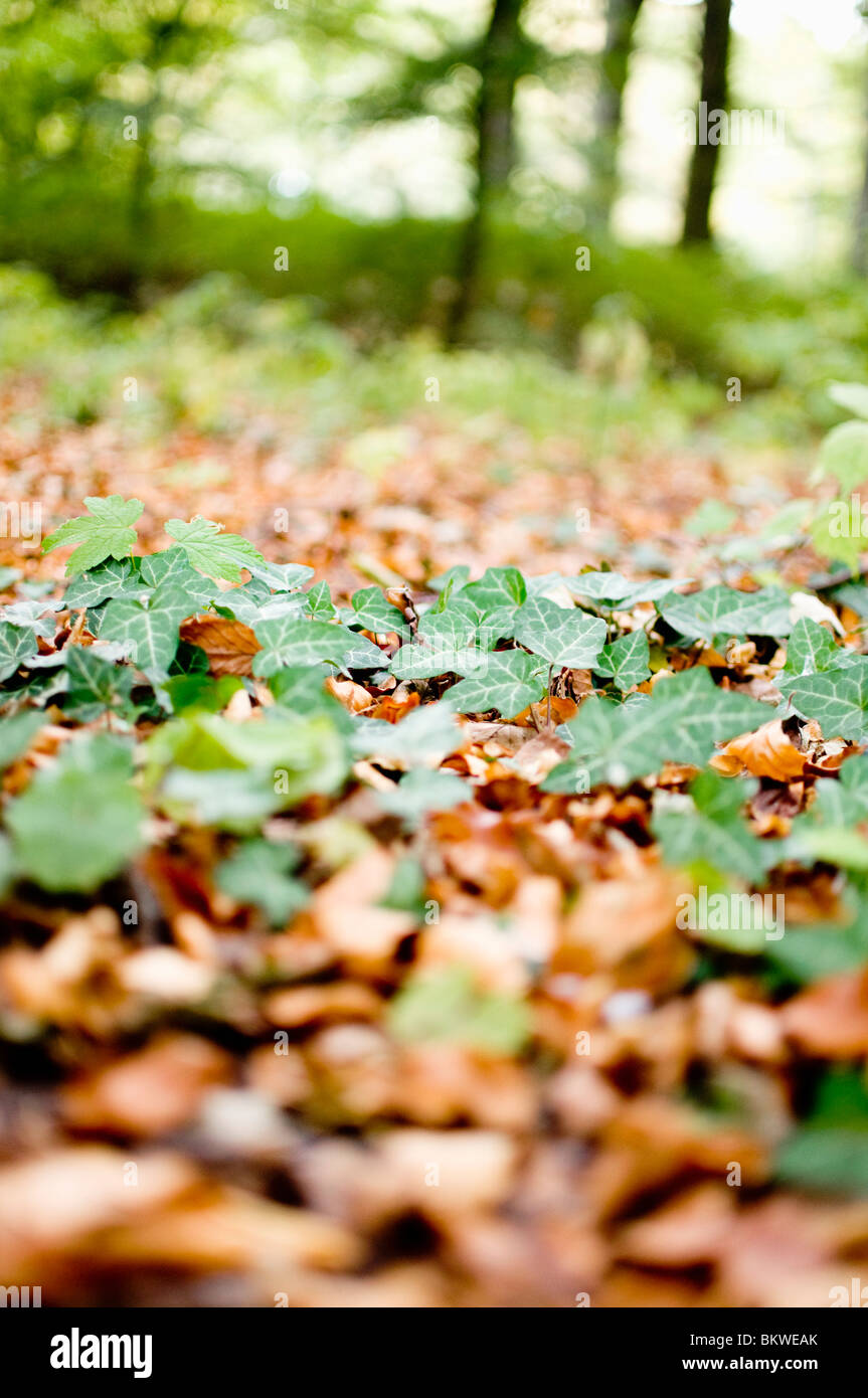 Ivy in the forest hi-res stock photography and images - Alamy