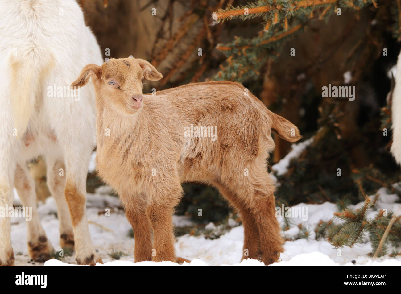 goat cub standing Stock Photo - Alamy