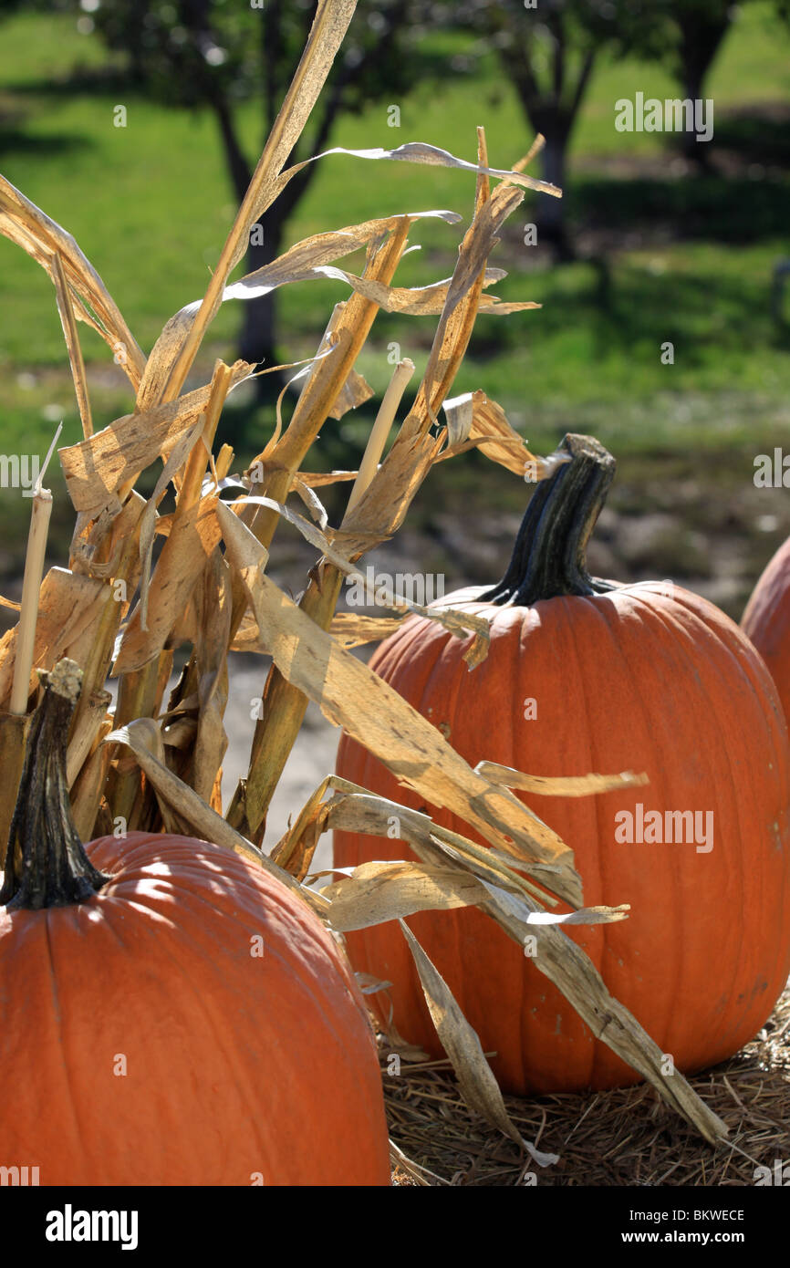 Corn festival iowa hi-res stock photography and images - Alamy
