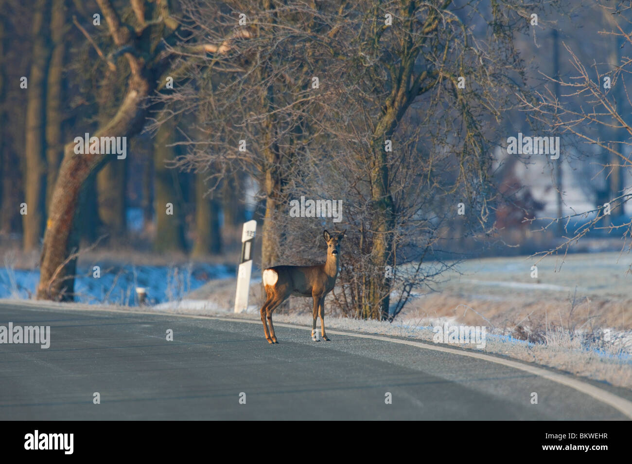 Deer on streets hi-res stock photography and images - Alamy