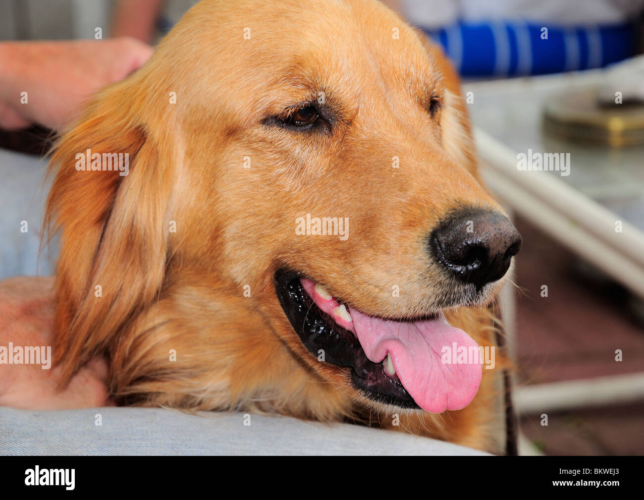 Male Golden Retriever Stock Photo - Alamy