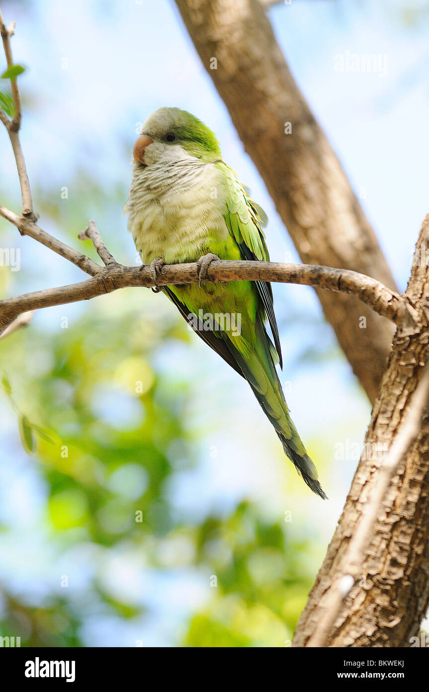 Monk parakeets branch hi-res stock photography and images - Alamy