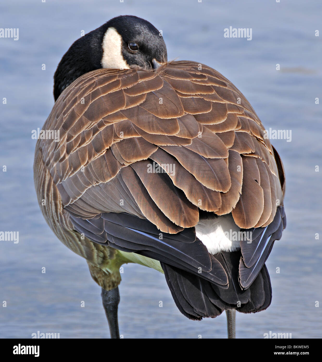 Canada goose resting hi-res stock photography and images - Alamy