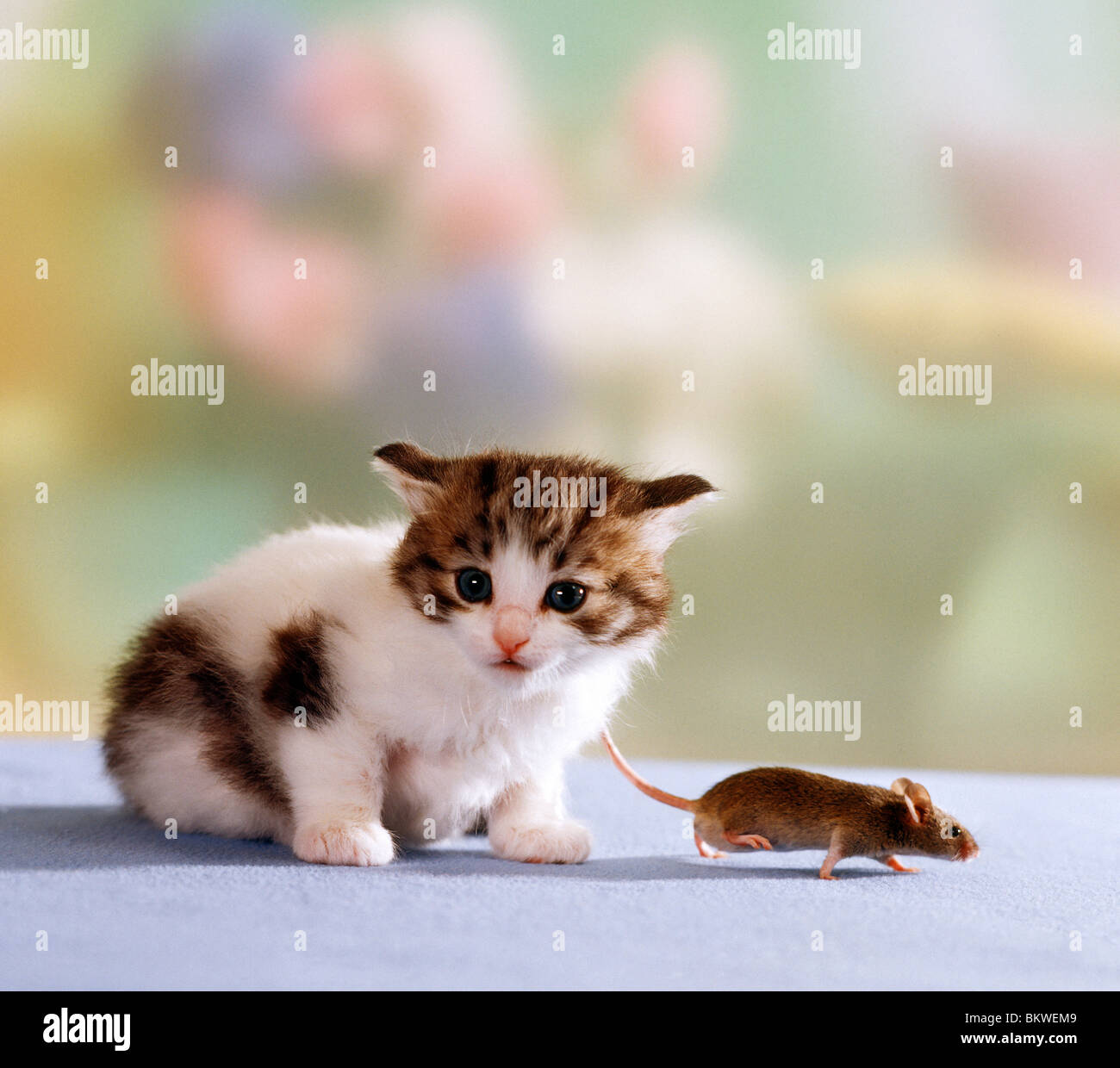 domestic kitten four weeks mouse Stock Photo - Alamy