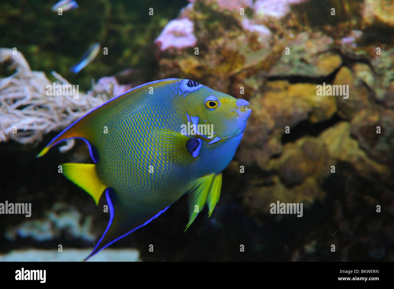 Queen angelfishes hi-res stock photography and images - Alamy