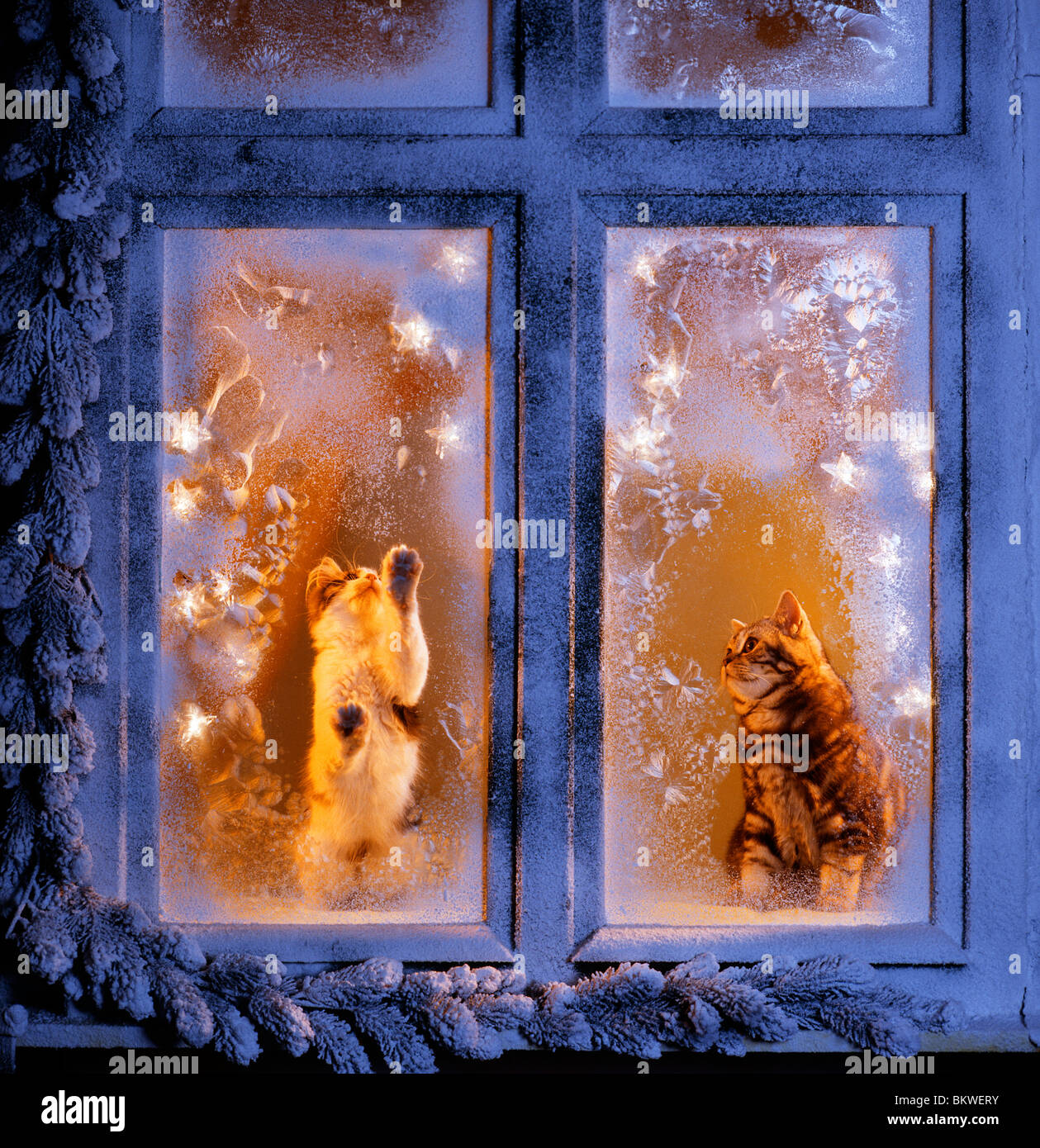 Cats ice hi-res stock photography and images - Alamy