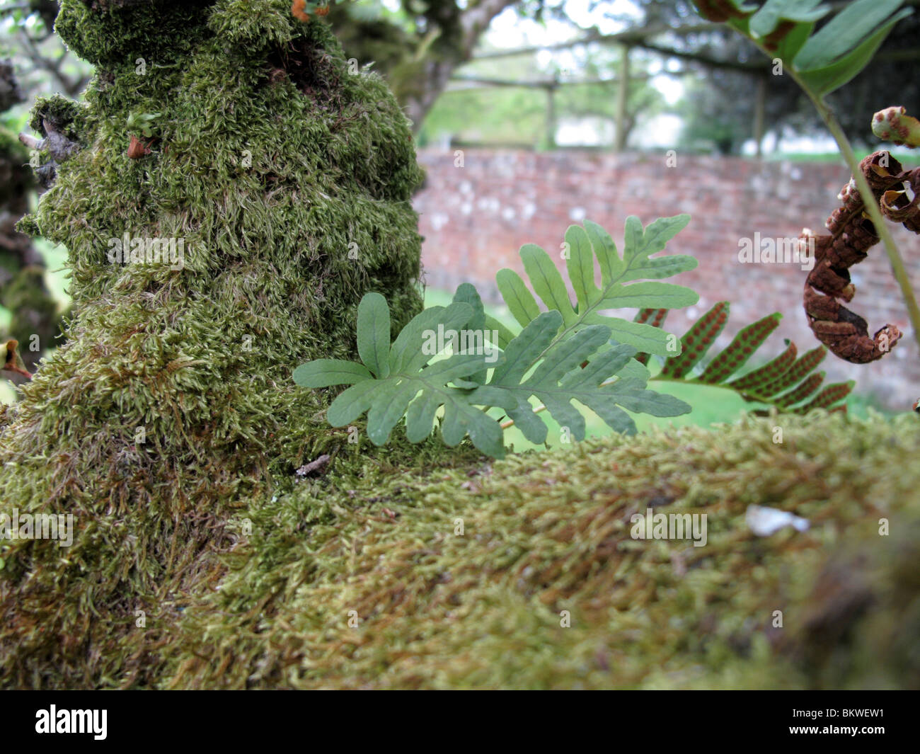 Ephiphytic fern (Common Polypody Polypodium vulgare Stock Photo - Alamy