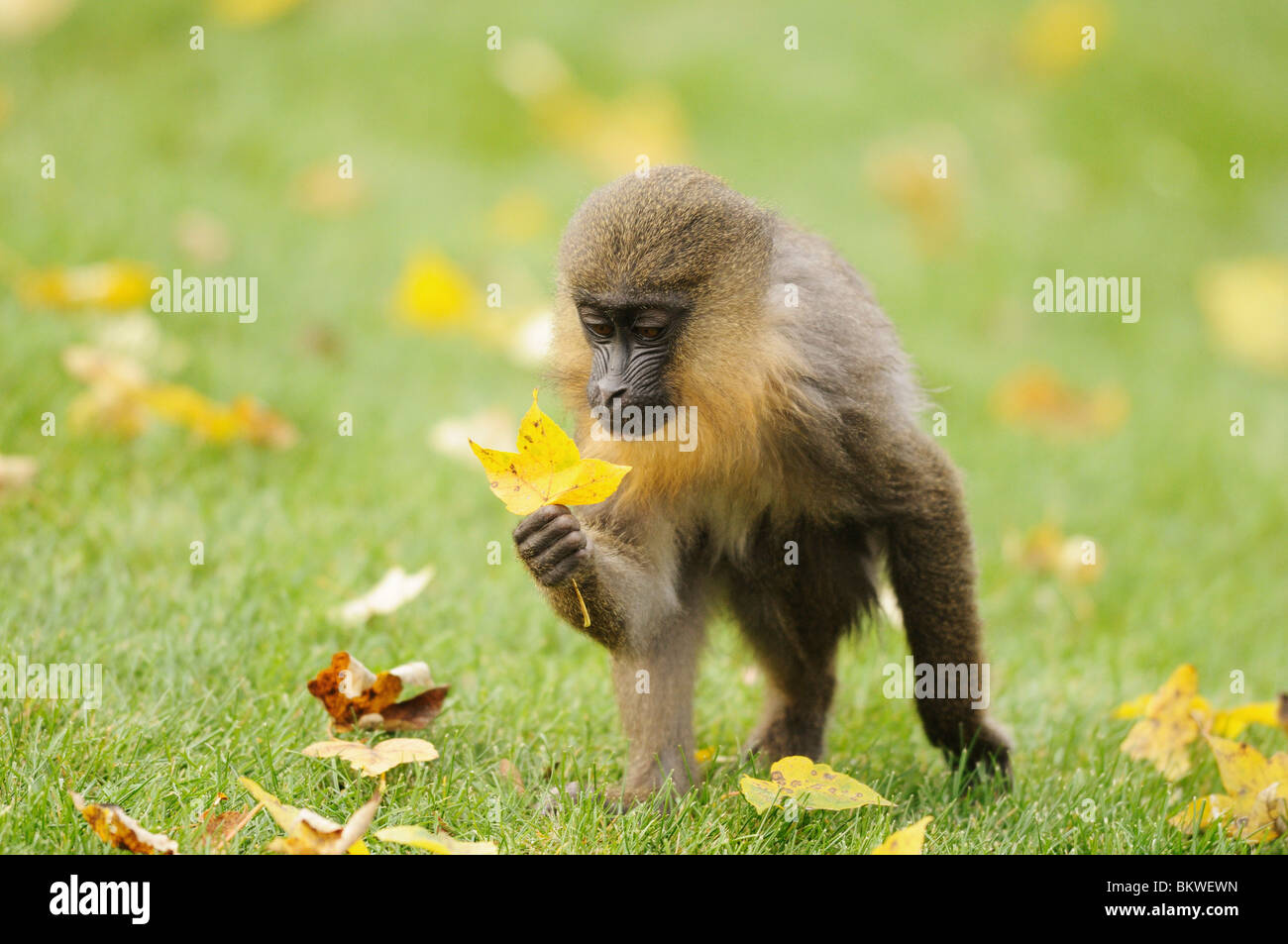 Mandrill Standing High Resolution Stock Photography and Images - Alamy