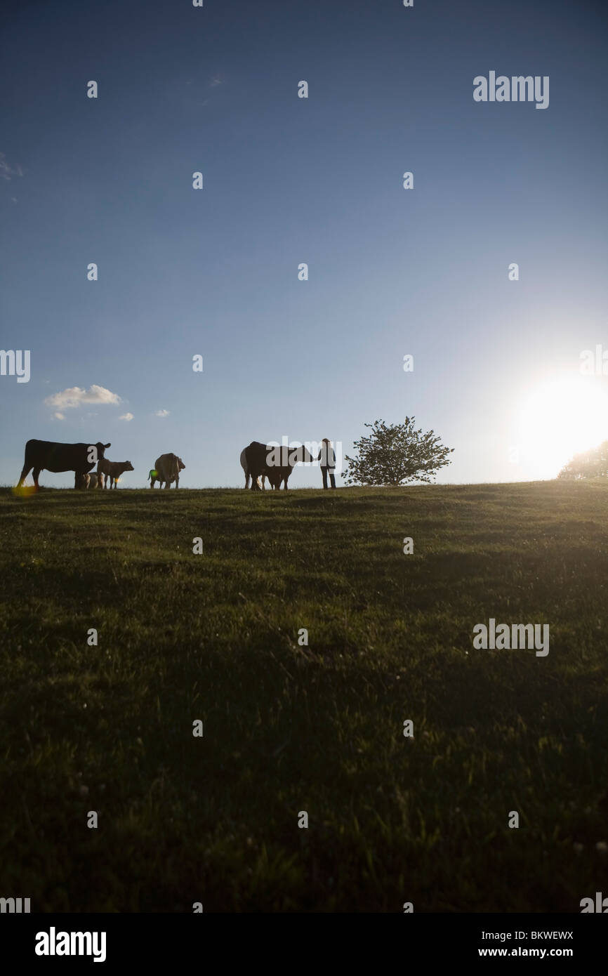 Field Of Cows High Resolution Stock Photography and Images - Alamy
