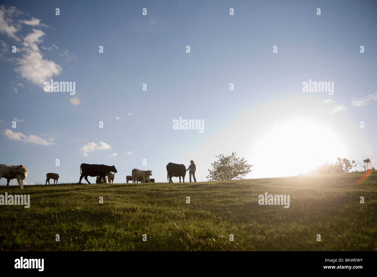 Browsing cows hi-res stock photography and images - Alamy