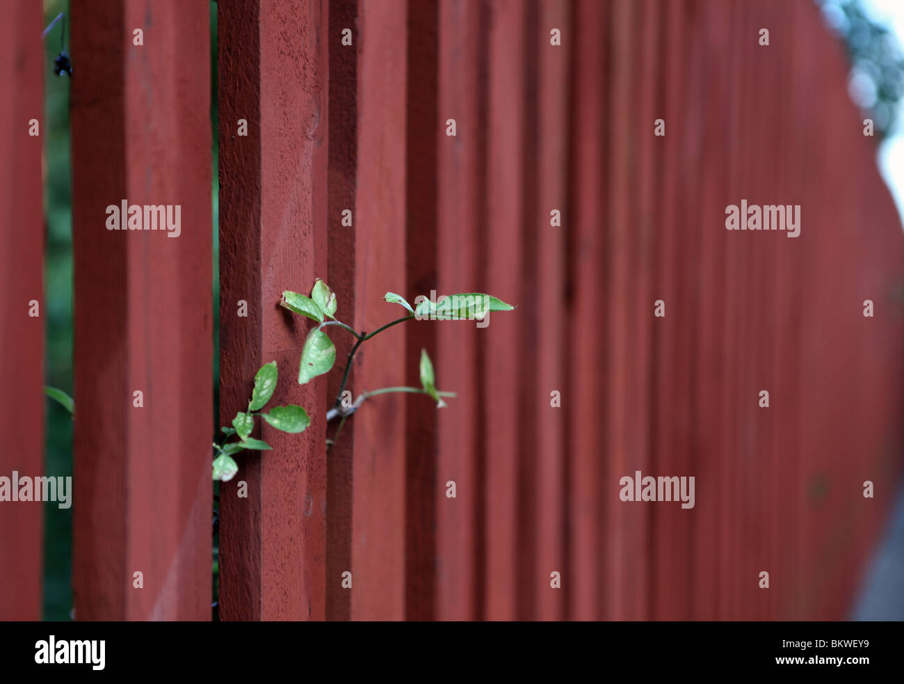 Paint on fences hi-res stock photography and images - Alamy