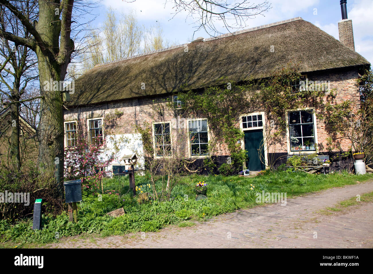 Traditional thatched farmhouse, Westgaag, near Maasluis, Netherlands ...