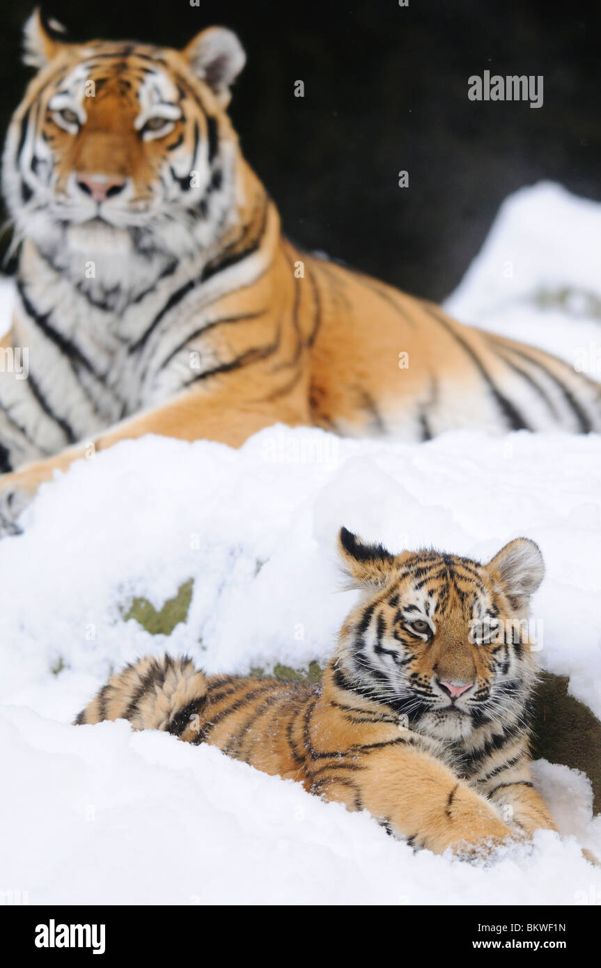 Siberian tiger cub hi-res stock photography and images - Alamy