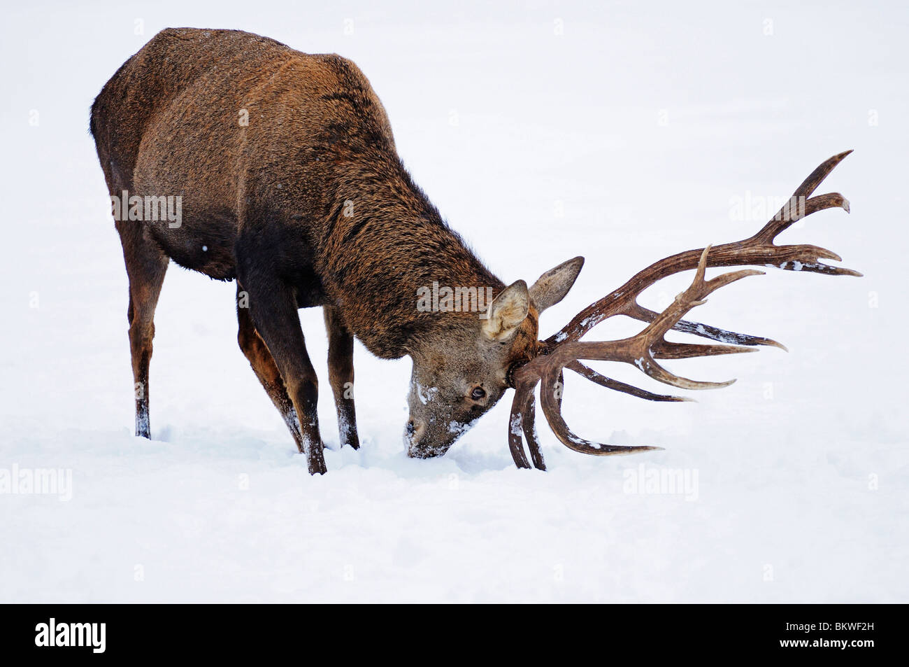 Red deer winter forage hi-res stock photography and images - Alamy