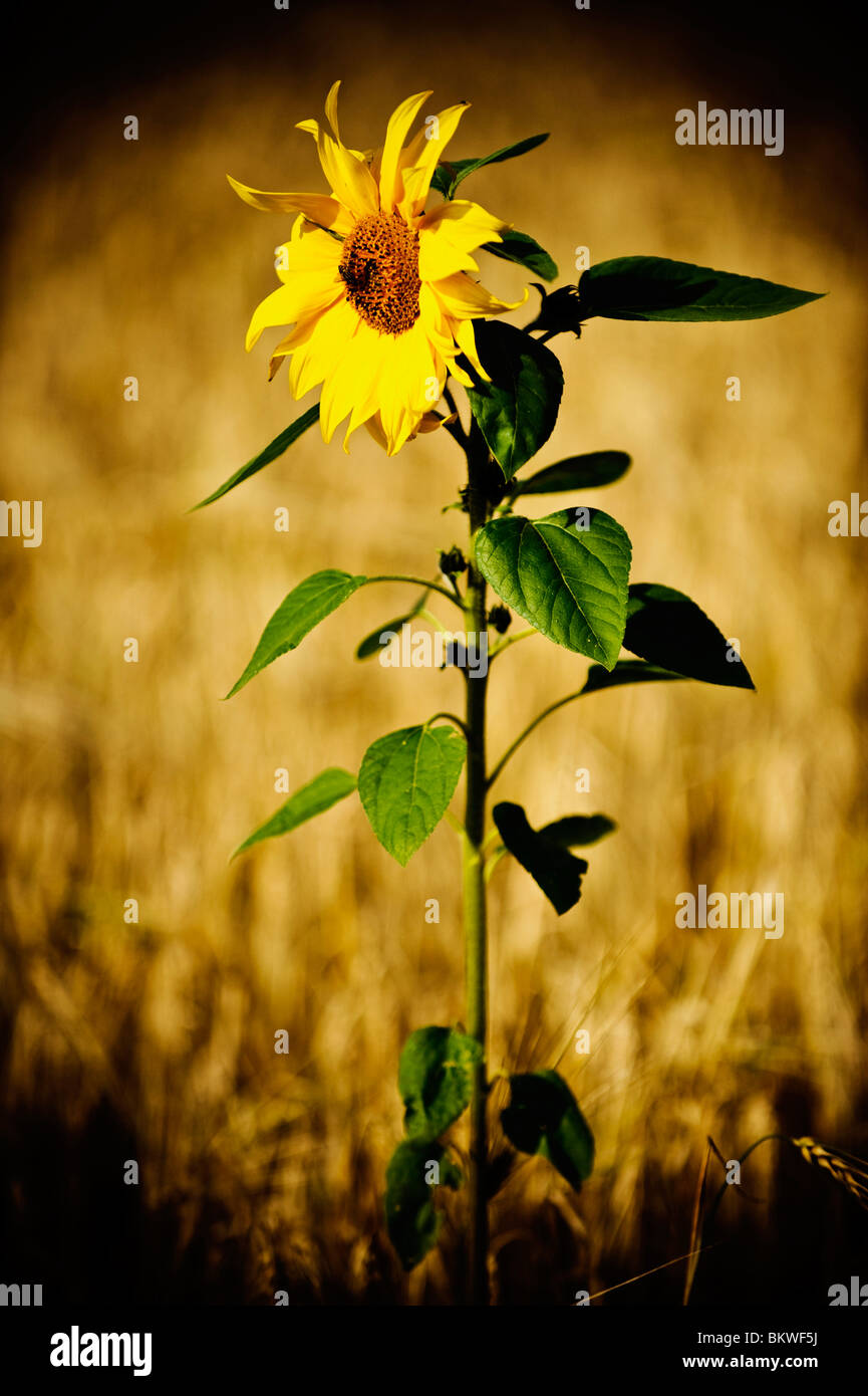 Sunflower in a sunflower field hi-res stock photography and images - Alamy