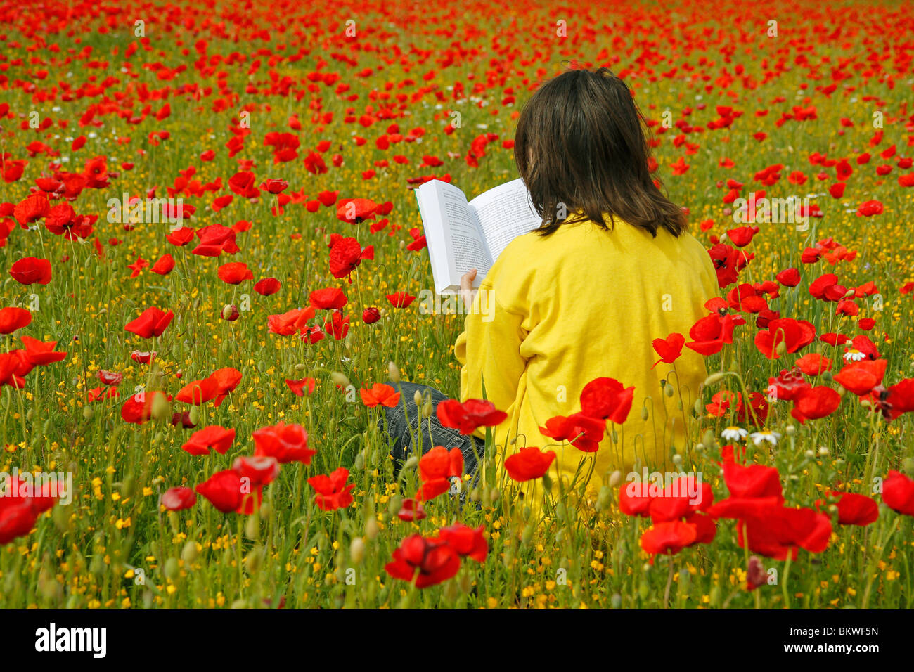 Reading a book in a poppies field Stock Photo - Alamy
