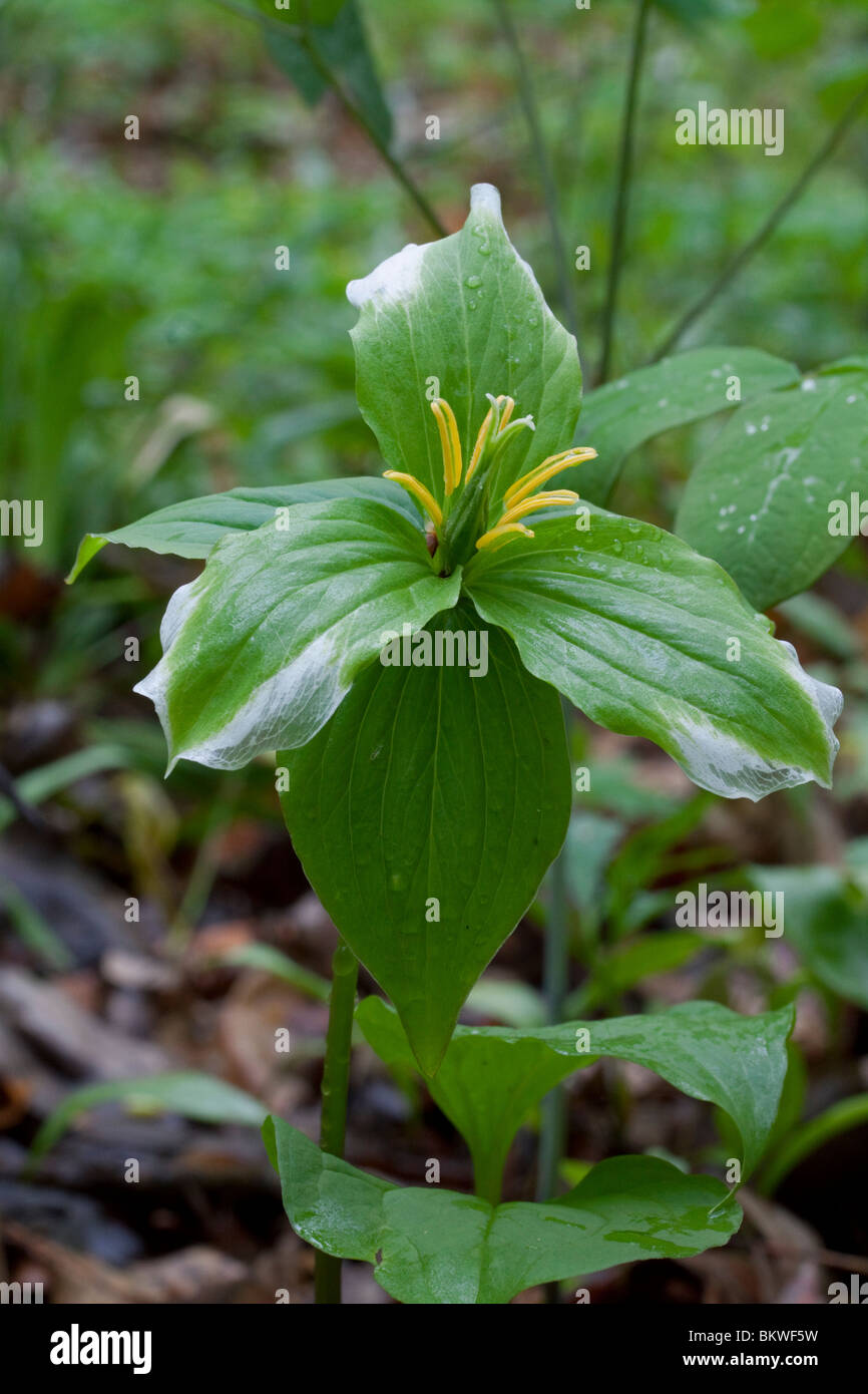 Phytoplasmic infected Large White-flowered Trillium (T. grandiflorum ...
