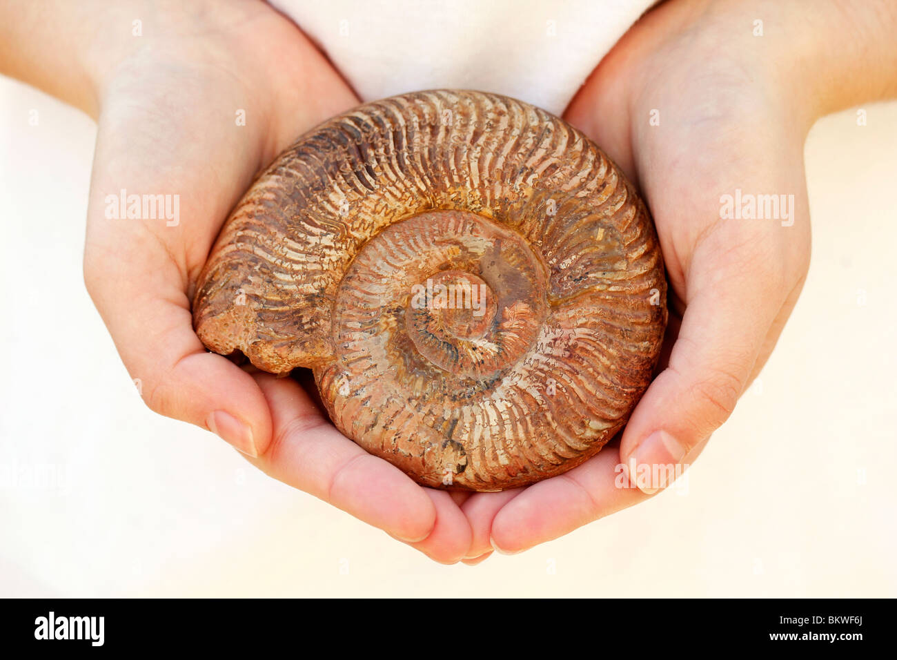 Ammonite fossil hand hi-res stock photography and images - Alamy