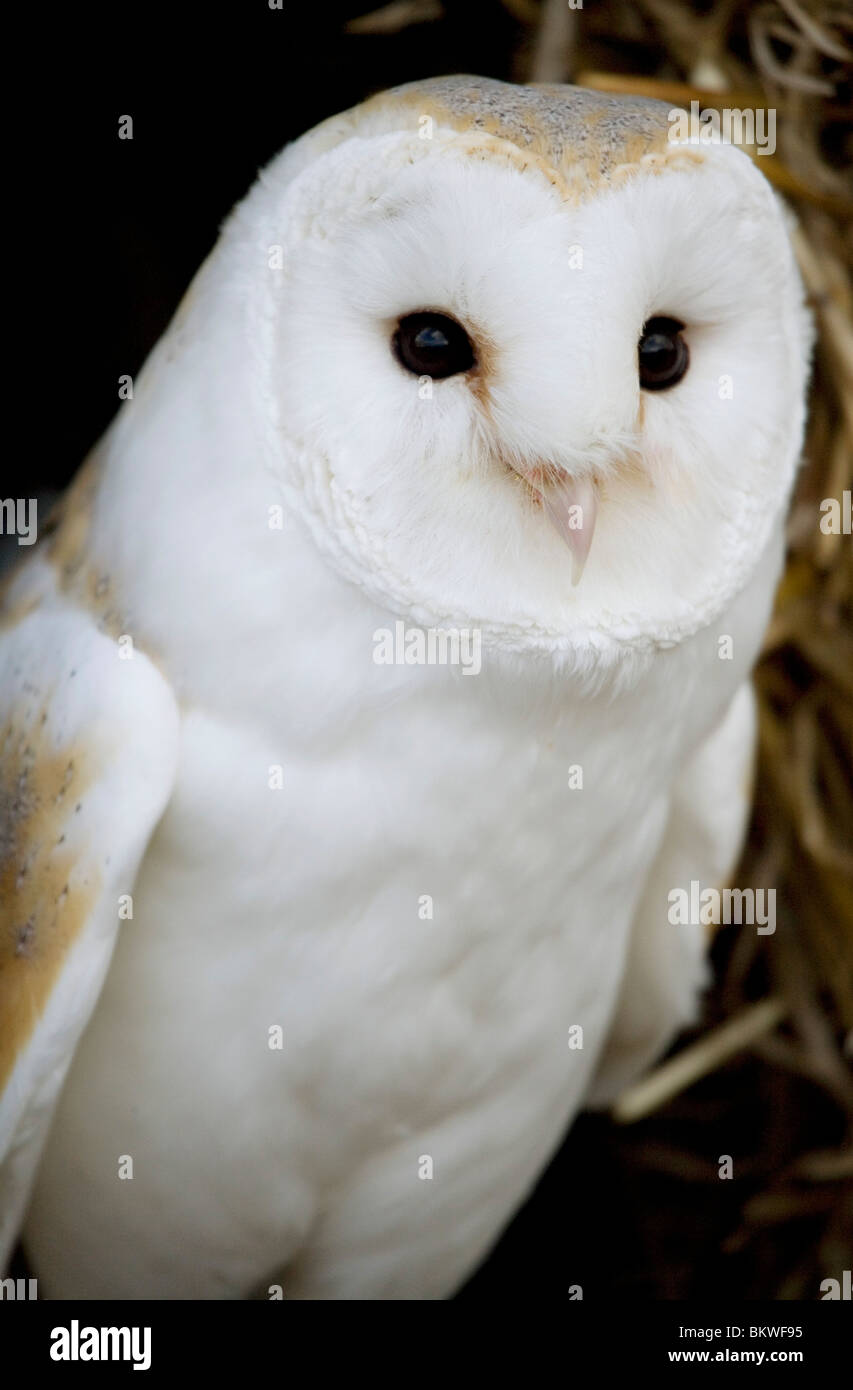 Barn owl stands hi-res stock photography and images - Alamy