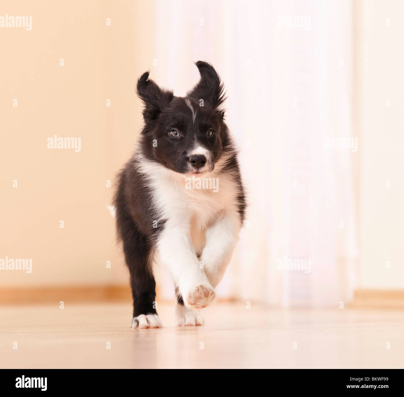 Border Collie dog puppy running Stock Photo - Alamy