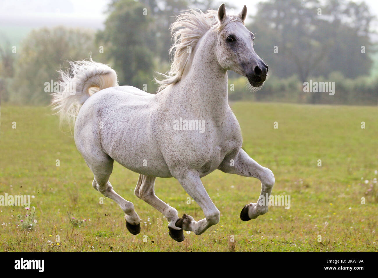 Arabian horse stallion galloping Stock Photo - Alamy