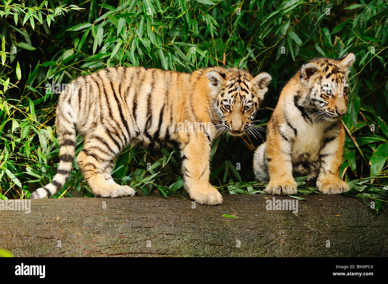 Siberian Tiger (Panthera tigris altaica). Two cubs on a log Stock Photo ...
