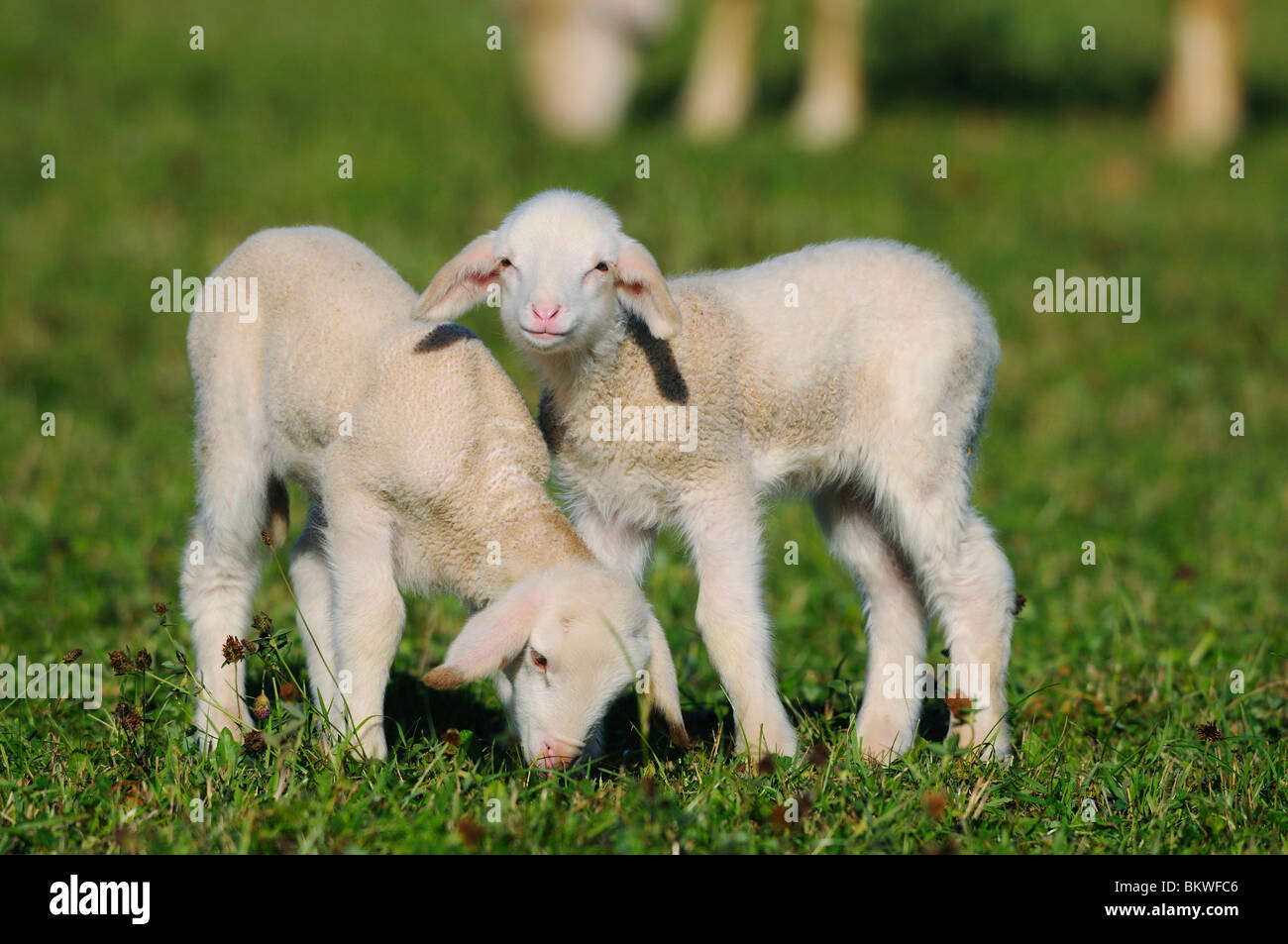 Domestic sheep. Two lambs meadow Stock Photo - Alamy