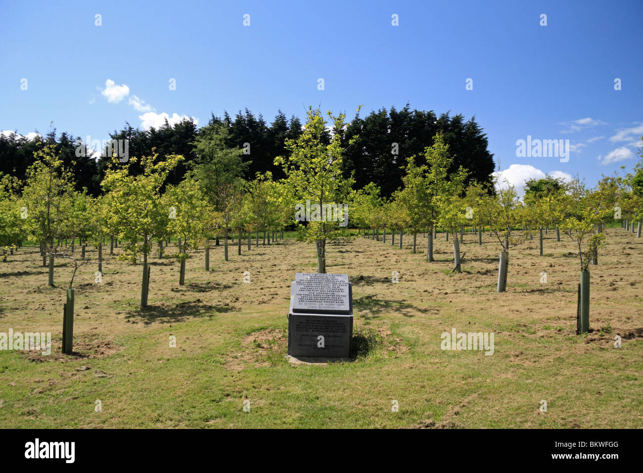A memorial stone, surrounded by oak trees, marks The Croppy Grove, John ...